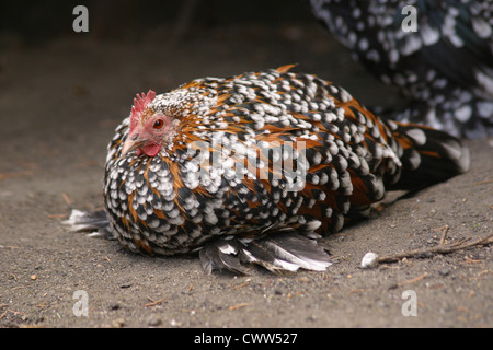 Sablepoot Hen Chicken Stock Photo - Alamy