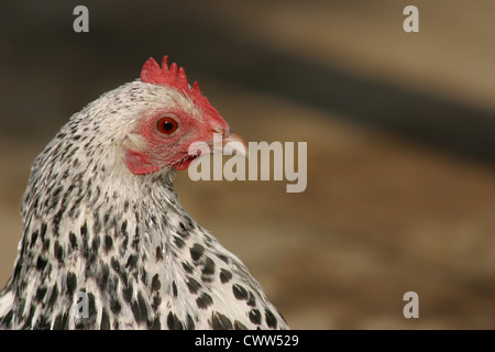 Sablepoot Hen Chicken Stock Photo - Alamy
