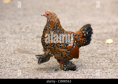 Sablepoot Hen Chicken Stock Photo - Alamy