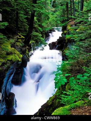 Avalanche Creek & Gorge, Trail of the Cedars, Apgar area, Glacier ...