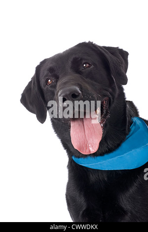 A vertical shot of a cute black Labrador with some red heart-shaped ...