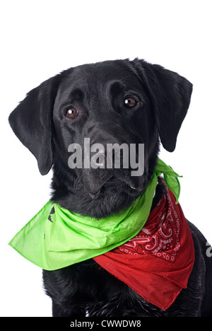 Head shot of a cute black Labrador Stock Photo - Alamy