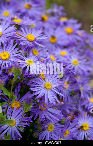 Michaelmas daisies autumn flowers macro, close up Stock Photo - Alamy