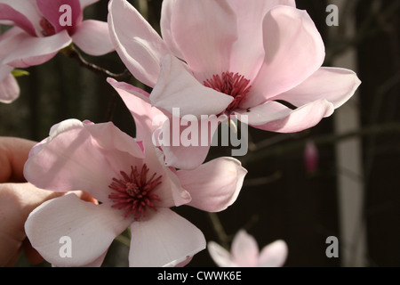 close up Japanese magnolia tree flower pink macro photo art print ...