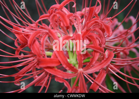 Single red spider lily flower cluster isolated over a white background ...