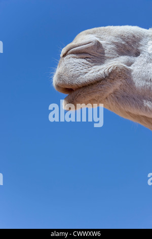 the closeup image of the The dromedary camel (Camelus dromedarius) head ...
