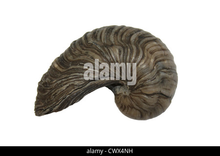 Devil's Toenail Fossil Gryphaea Stock Photo - Alamy