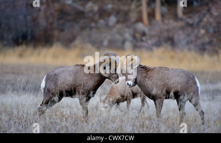 Bighorn sheep rams head butting during rut in the autumn Stock Photo ...