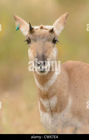 Pronghorn (Antilocapra americana) male portrait, Yellowstone National ...