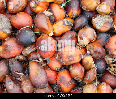 Palm nuts, Ghana Stock Photo - Alamy