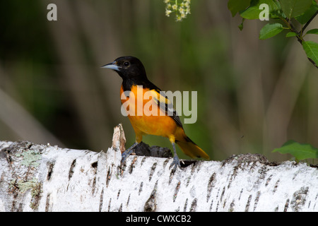 Male Baltimore Oriole Stock Photo - Alamy