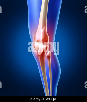 Human Skeleton Anatomy For medical concept 3D Illustration Stock Photo ...