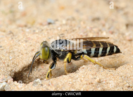 The wasp Bembex rostratus burrow in the sand Stock Photo - Alamy