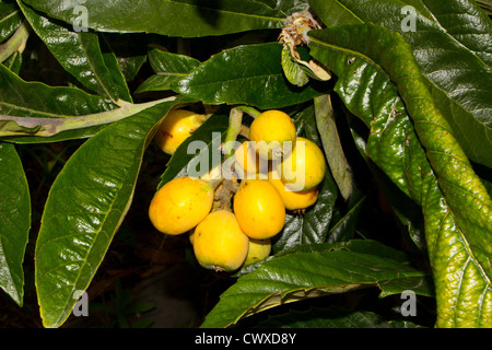 Loquats: also known as Japanese plums. Delicious fruit Stock Photo - Alamy