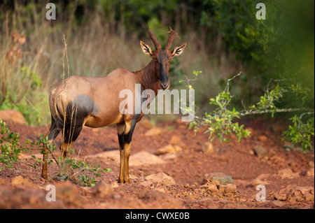 Topi (Damaliscus lunatus jimela), Akagera National Park, Rwanda Stock ...