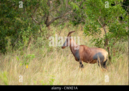 Topi (Damaliscus lunatus jimela), Akagera National Park, Rwanda Stock ...