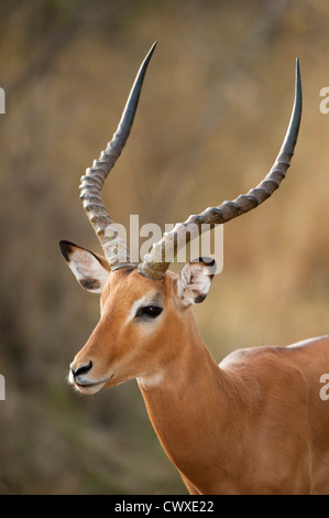 Portrait of male Impala (Aepyceros Melampus) in Kruger National Park ...