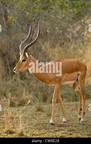 Male Impala (Aepyceros melampus), Akagera National Park, Rwanda Stock ...