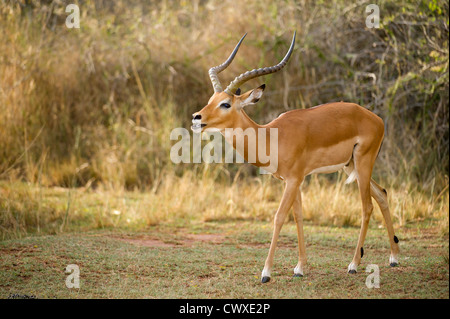 Male Impala (Aepyceros melampus), Akagera National Park, Rwanda Stock ...