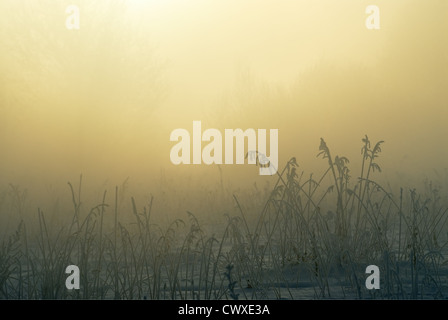 Dawn frosty day in February, the fog and sun Stock Photo - Alamy
