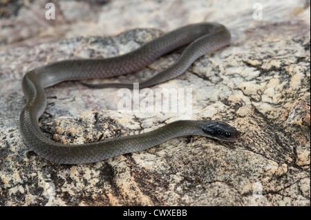 White-lipped snake, Crotaphopeltis hotmboeia, Akagera National Park ...