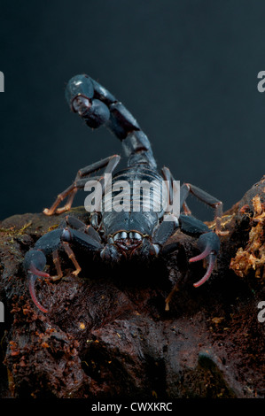 A Red Clawed scorpion Stock Photo - Alamy