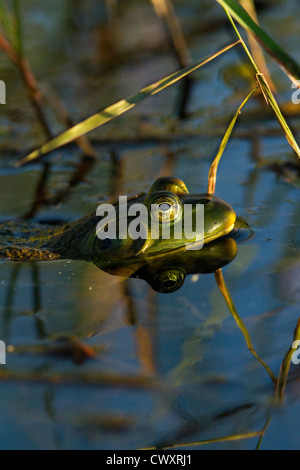 The American bullfrog is a large amphibian native to North America ...