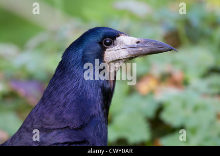 Portrait of a Rook (corvus frugilegus Stock Photo - Alamy