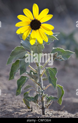 Sunflower, helianthus sp Stock Photo - Alamy