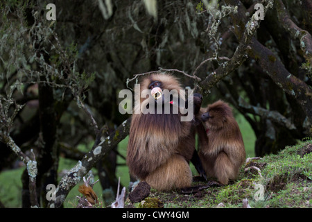 Male gelada baboon (Theropithecus gelada) showing threat display by ...