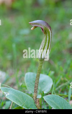 Friar's-cowl (Arisarum vulgare Stock Photo - Alamy