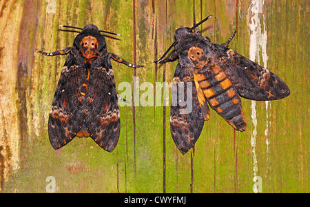 Acherontia atropos, Animal, Insect, Moth, Hawk Moth, Switzerland ...