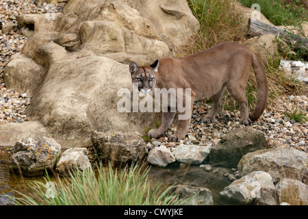 Mountain lion (Puma concolor) standing over a kill. Torres del Paine ...