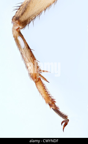 Tympanal organ of a cricket, macro shot Stock Photo - Alamy