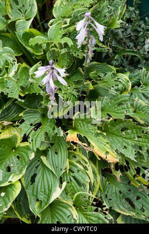 Hosta showing slug damage to leaves. Nidderdale Stock Photo - Alamy