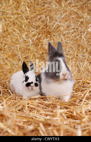 Grey lion head rabbit lying on grass Stock Photo - Alamy