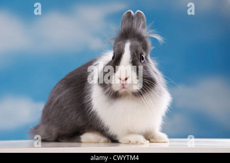 Dwarf Rabbit, Lionhead Rabbit. White young in grass with blue flowers ...