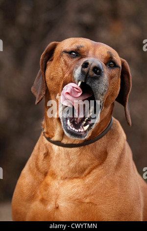 Rhodesian Ridgeback. Portrait of adult, yawning. Germany Stock Photo ...