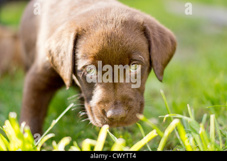 10 week old chocolate labrador puppy sitting in an old wheel barrow in ...