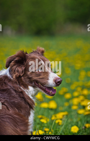 A vertical shot of a Border Collie on a field during sunset Stock Photo ...