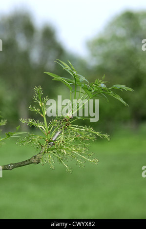 Fraxinus pennsylvanica, red ash Stock Photo - Alamy