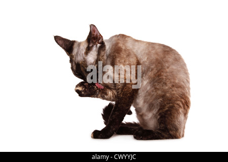 Devon Rex Cat, black-tortie-white / side Stock Photo - Alamy