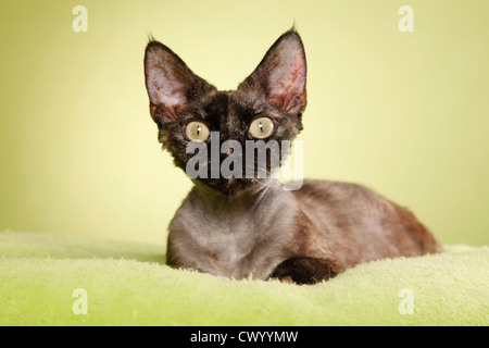 Devon Rex Cat, black-tortie-white / side Stock Photo - Alamy