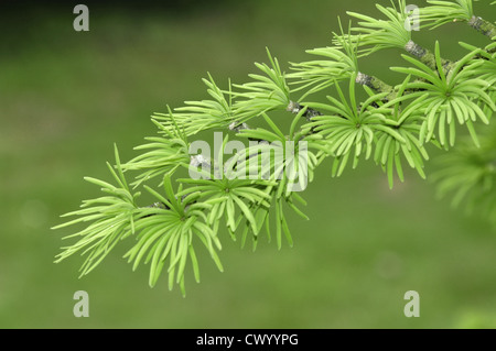 pseudolarix amabilis golden larch closeup bright orange yellow needles ...
