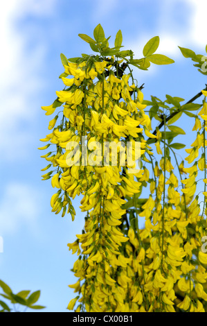 Flowering laburnum tree Stock Photo - Alamy