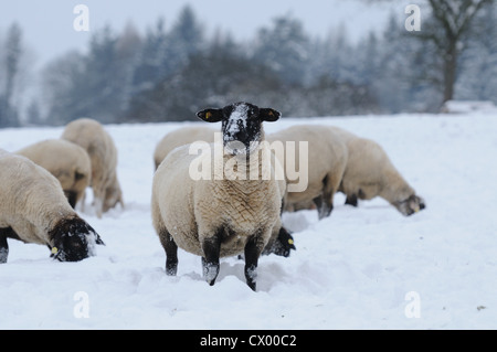 Sheep flock in snow Stock Photo - Alamy