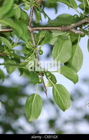 Buckthorn, rhamnus cathartica, fruits Stock Photo - Alamy