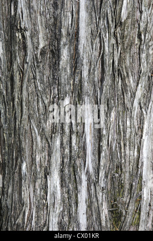 Juniperus communis, common juniper small tree or shrub in cypress ...