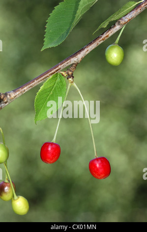 Cherry fruit, Prunus avium, wild cherry, sweet cherry, cherries ...