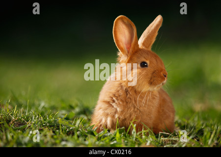 red rabbit New Zealander Stock Photo - Alamy